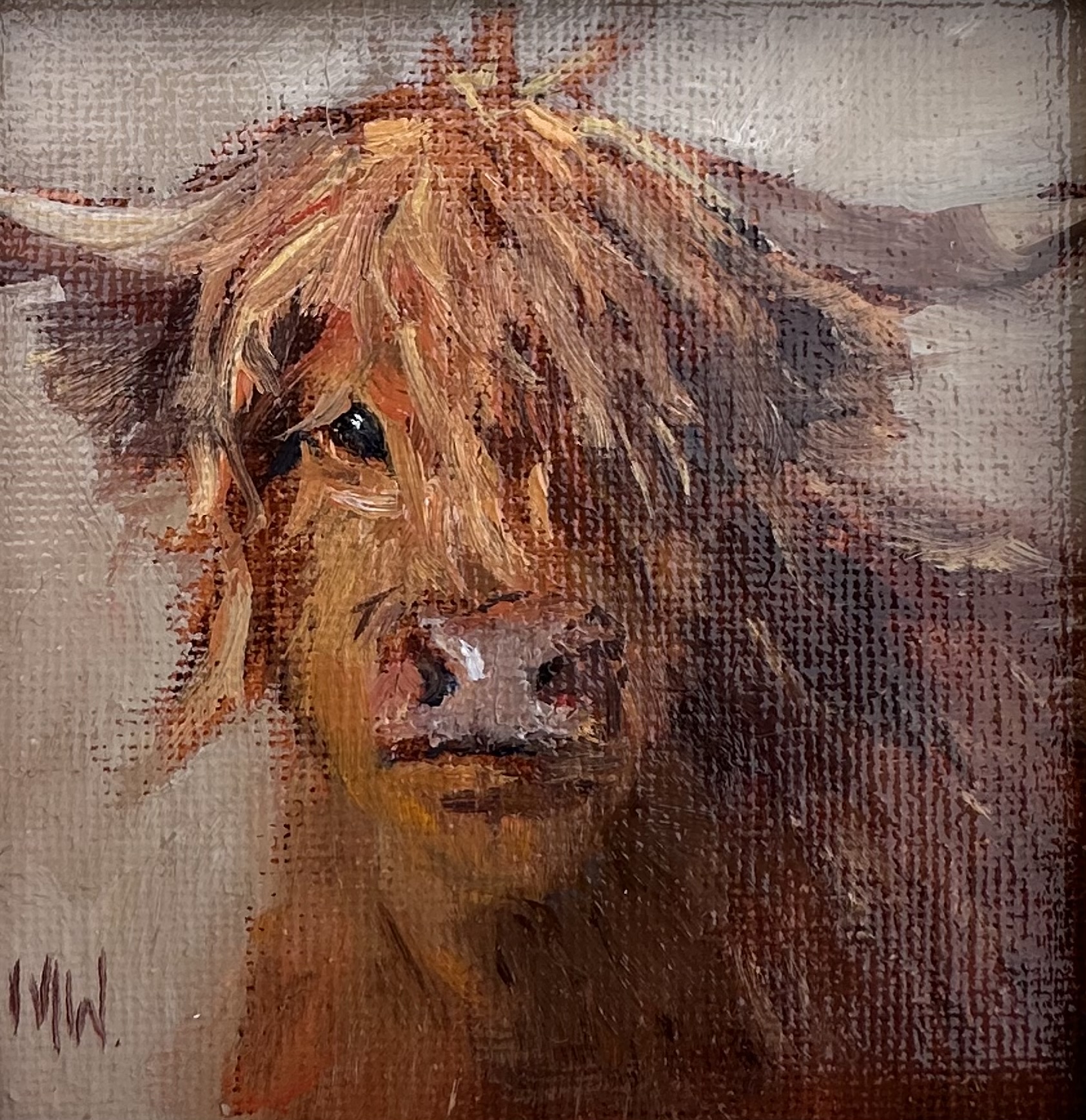 Shetland Cow Goldilocks - Eakin Gallery